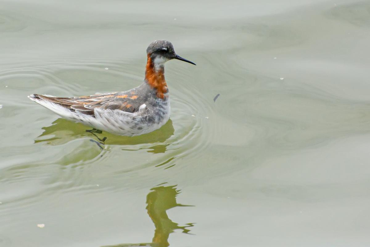 Odd Bird Behaviors - Wildtones