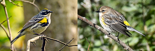Fall Warbler Identification Tips - Wildtones