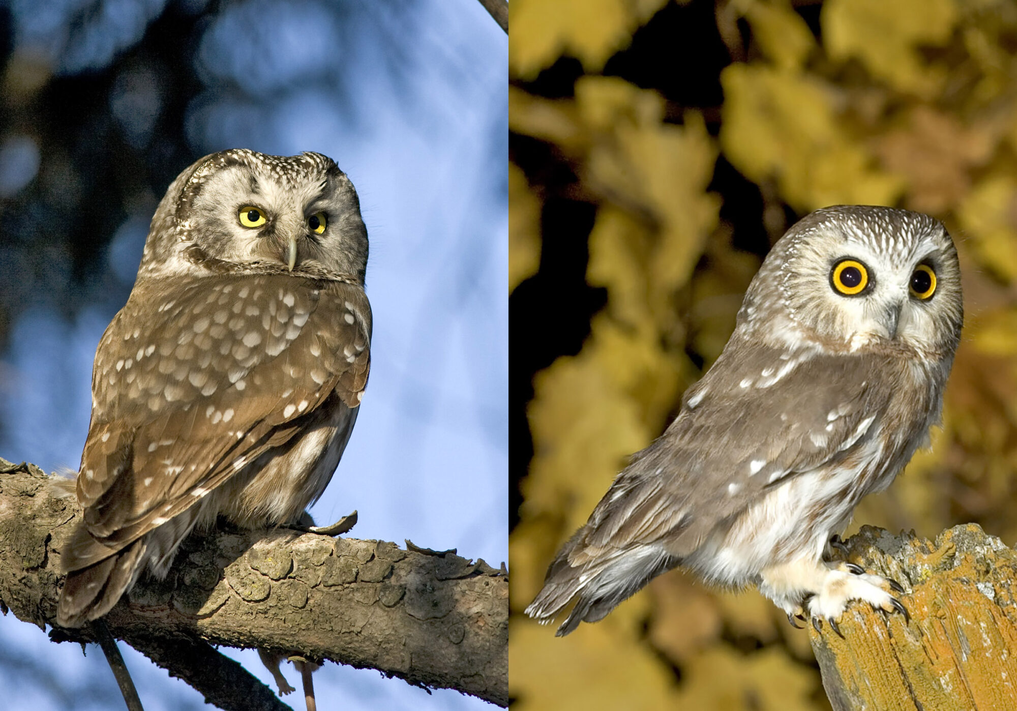 Make the ID: Boreal vs Saw Whet Owls - Wildtones