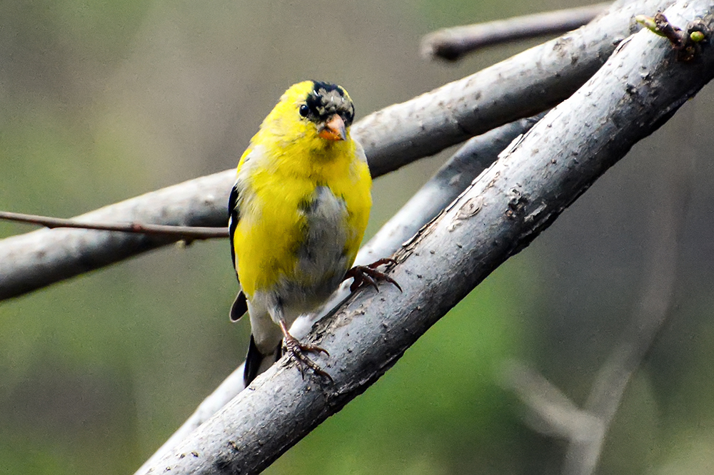 Why and How Do Birds Molt? - Wildtones