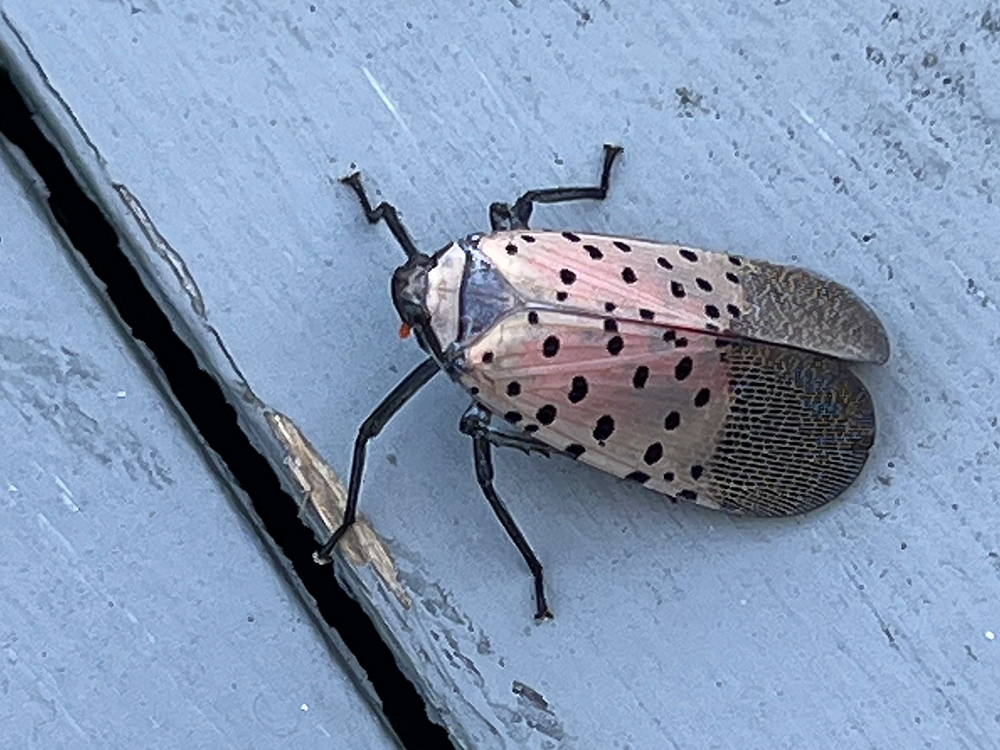 Protecting Birds from Lanternfly Traps - Wildtones