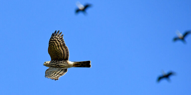 How to Identify Raptors in Flight - Wildtones