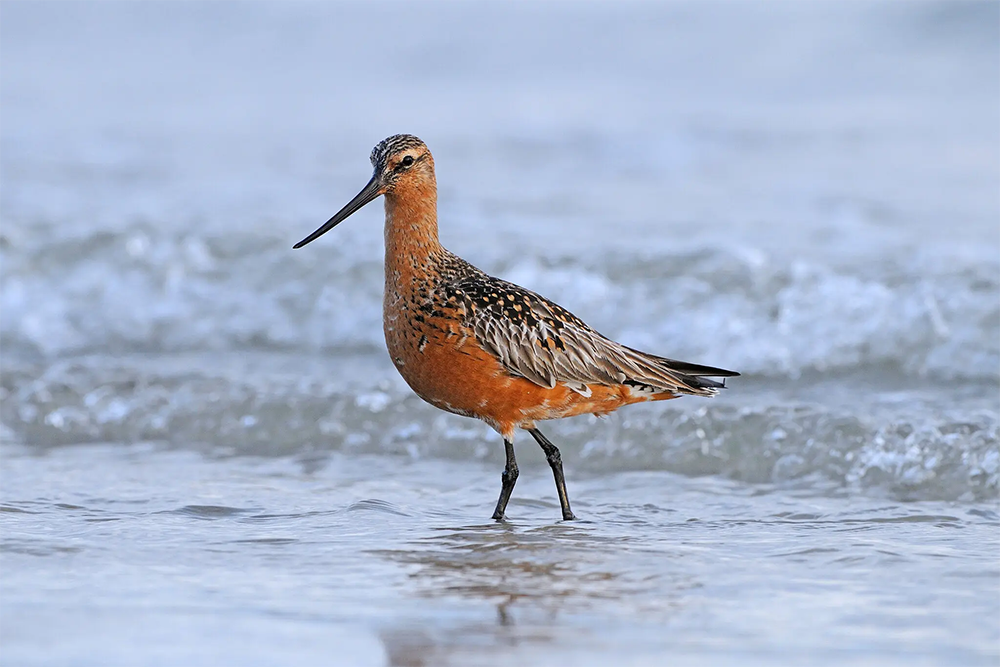 The Mind-boggling Migrations of Bar-tailed Godwits - Wildtones