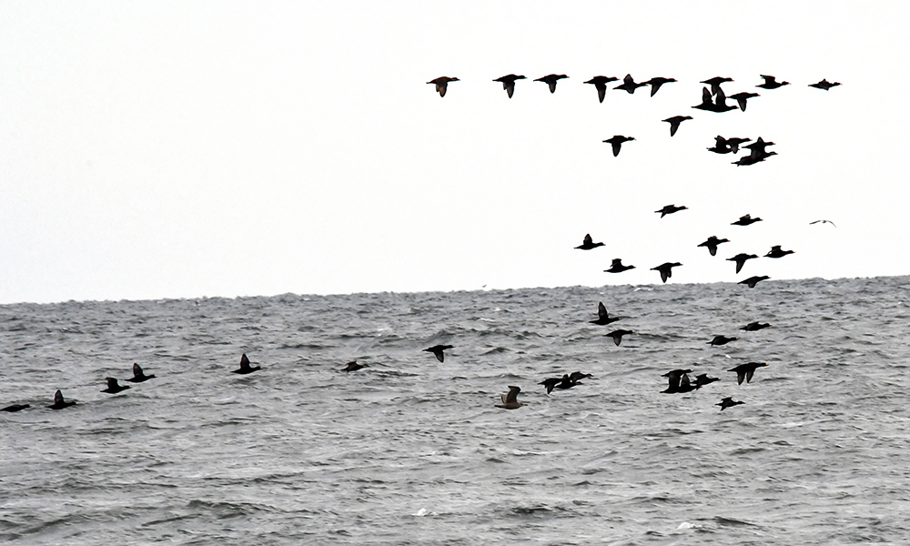 Sea Ducks Catch the Tail Wind! - Wildtones