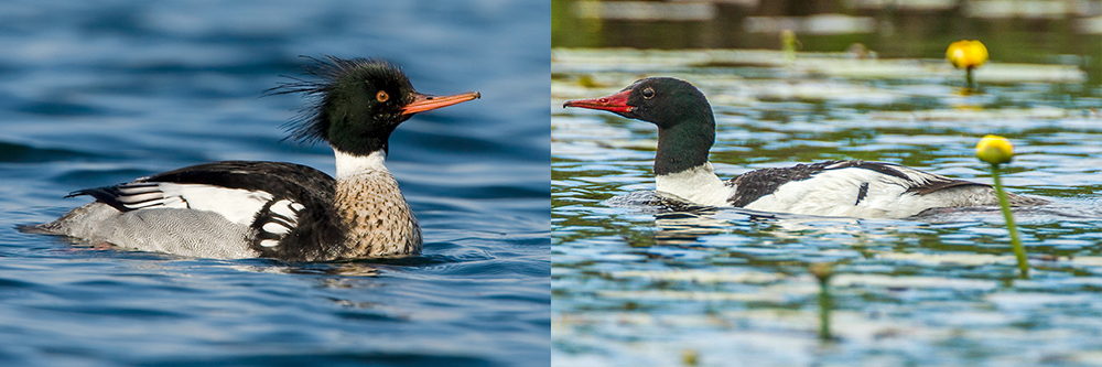 Make the Merganser ID - Wildtones