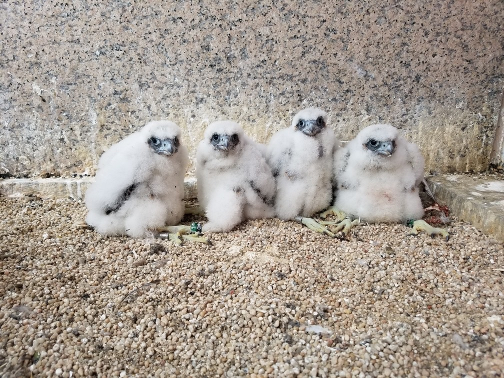 BirdCams Now - Wildtones