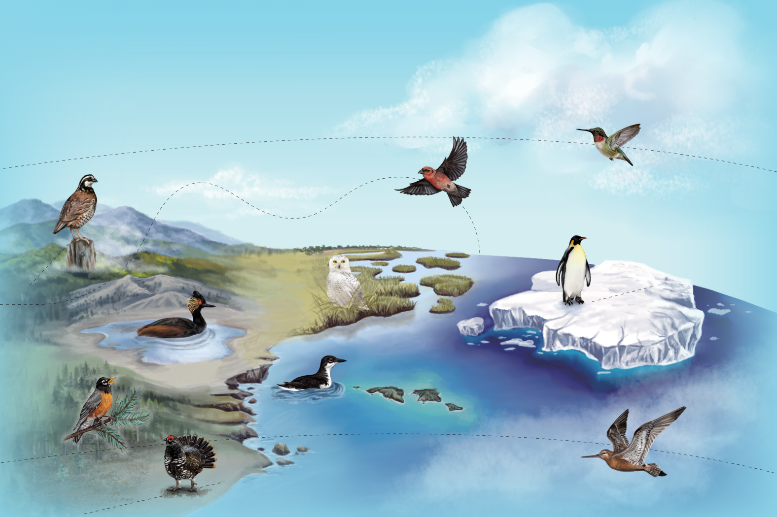 The Weirdly Different Styles of Bird Migration - Wildtones