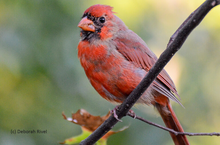 BirdNote: Flying and Molting - Wildtones