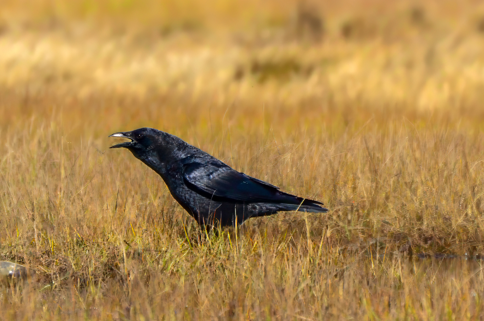 BirdNote: As the Crow Flies? - Wildtones