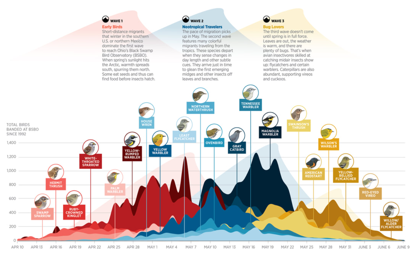 Wave Theory of Migration - Wildtones