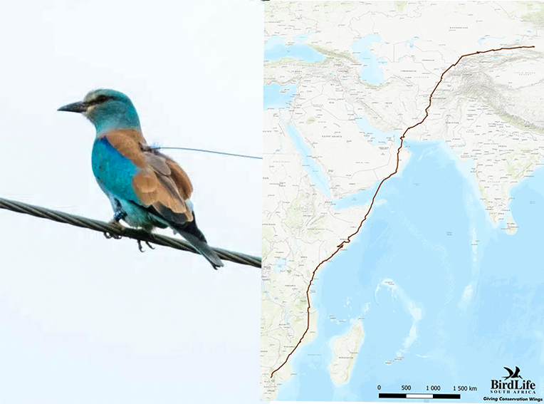 Rory the Roller and His 9500 Mile Journey - Wildtones