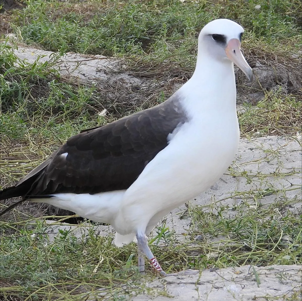 Wisdom Albatross is Back! - Wildtones