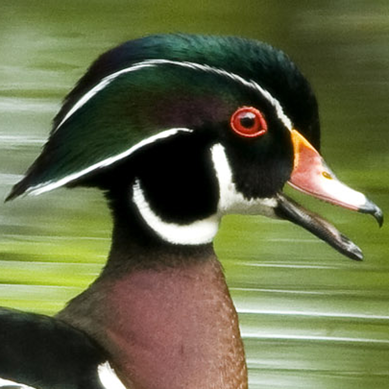 Wood Duck - Wildtones