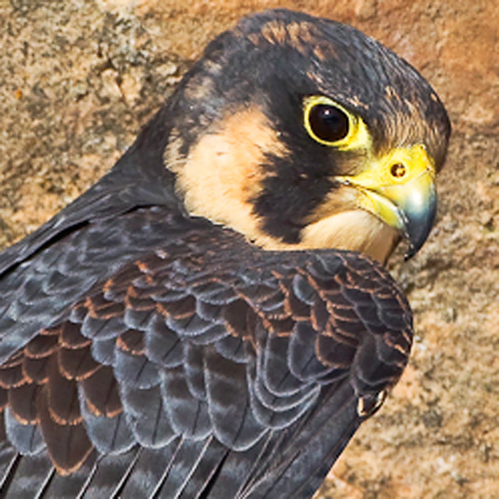 Peregrine Falcon Call iPhone Ringtone - Wildtones
